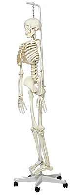 Human Skeleton Models at OsteoLab Supplies UK - Free Delivery on all ...