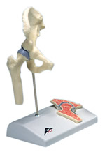 Joint Muscle and Skeletal Models at OsteoLab Supplies UK - human ...