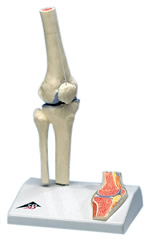 Joint Muscle and Skeletal Models at OsteoLab Supplies UK - human ...