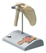 Joint Muscle and Skeletal Models at OsteoLab Supplies UK - human ...