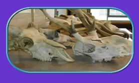 Zooarchaeology Animal Bone Faunal Assemblage Analysis carried out by ...
